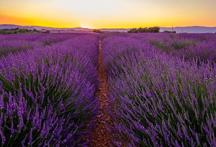 Photography Background Provence Manor Lavender Field Sky Cloud Farm ...