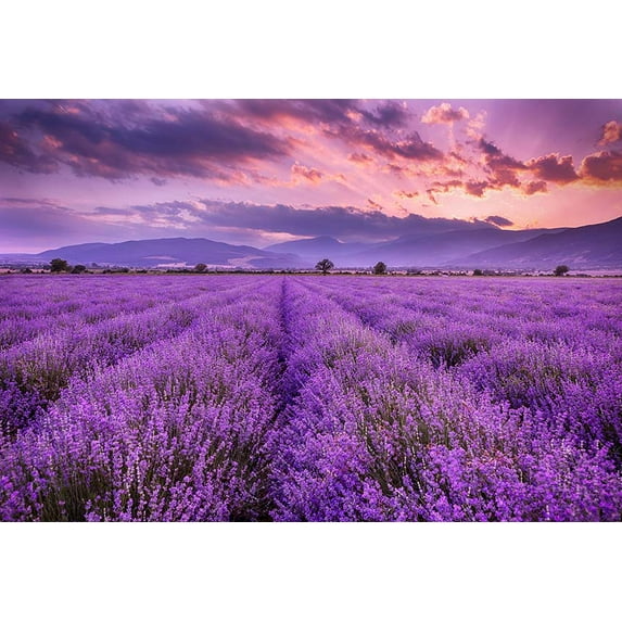 Photography Background Provence Manor Lavender Field Sky Cloud Farm ...