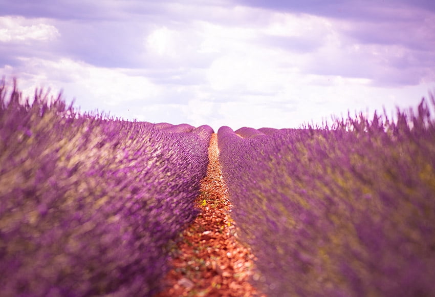 Photography Background Provence Manor Lavender Field Sky Cloud Farm ...