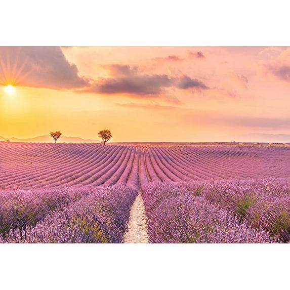 Photography Background Provence Manor Lavender Field Sky Cloud Farm ...