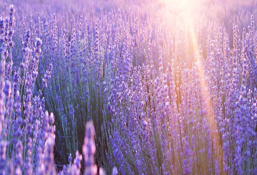 Photography Background Provence Manor Lavender Field Sky Cloud Farm ...