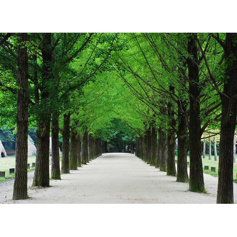 Photography Background Rows of Beautiful Flowers Autumn Trees Newborn ...