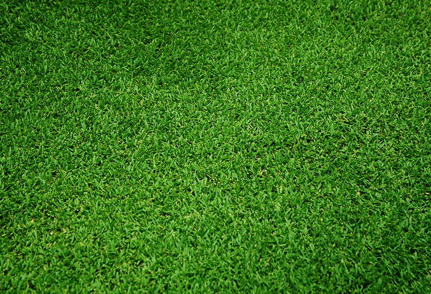 Photography Background Spring Green Grass Foliage Baby Shower Birthday ...