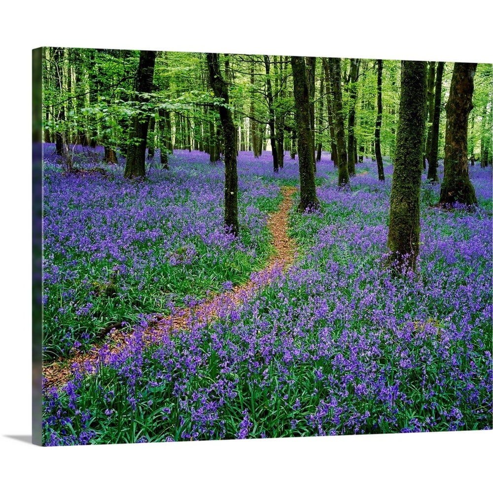 Great Big Canvas "Bluebell Wood, Near Boyle, County Roscommon, Ireland ...