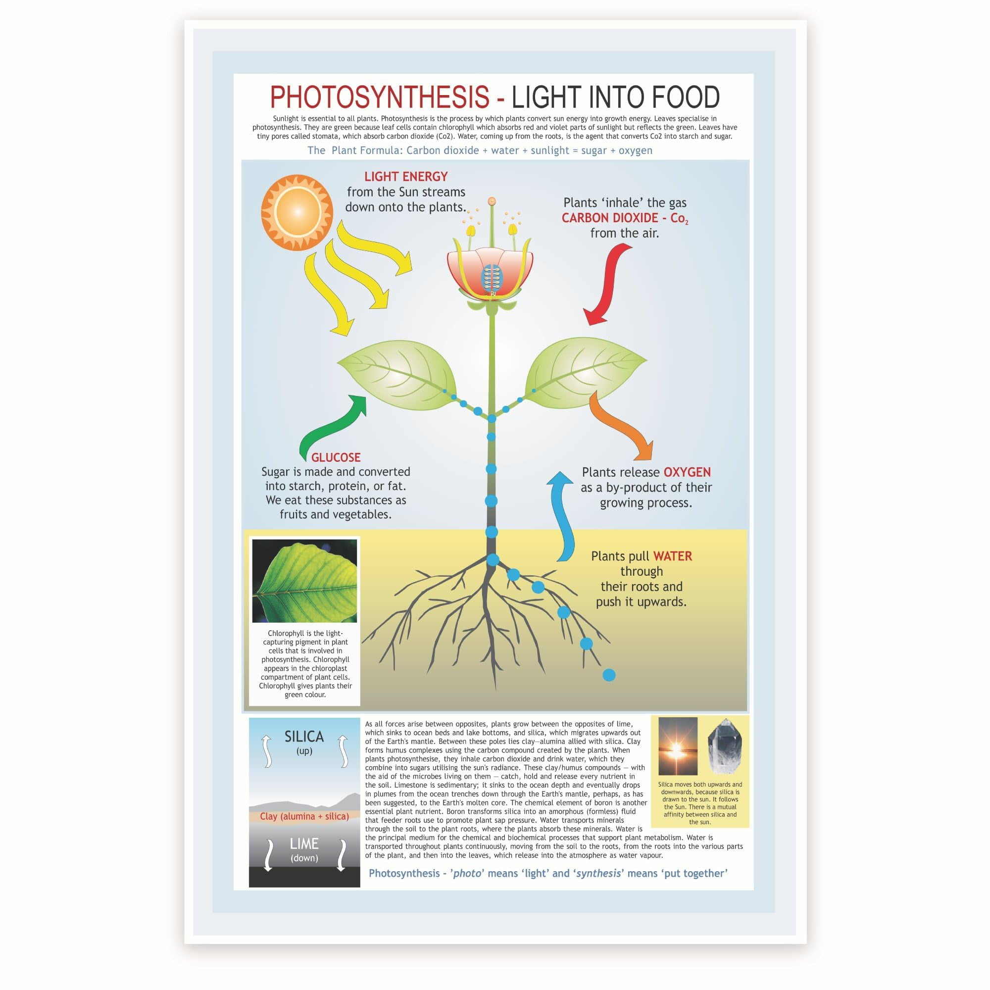 Photosynthesis Poster - Light Into Food - How Plants Make Energy ...
