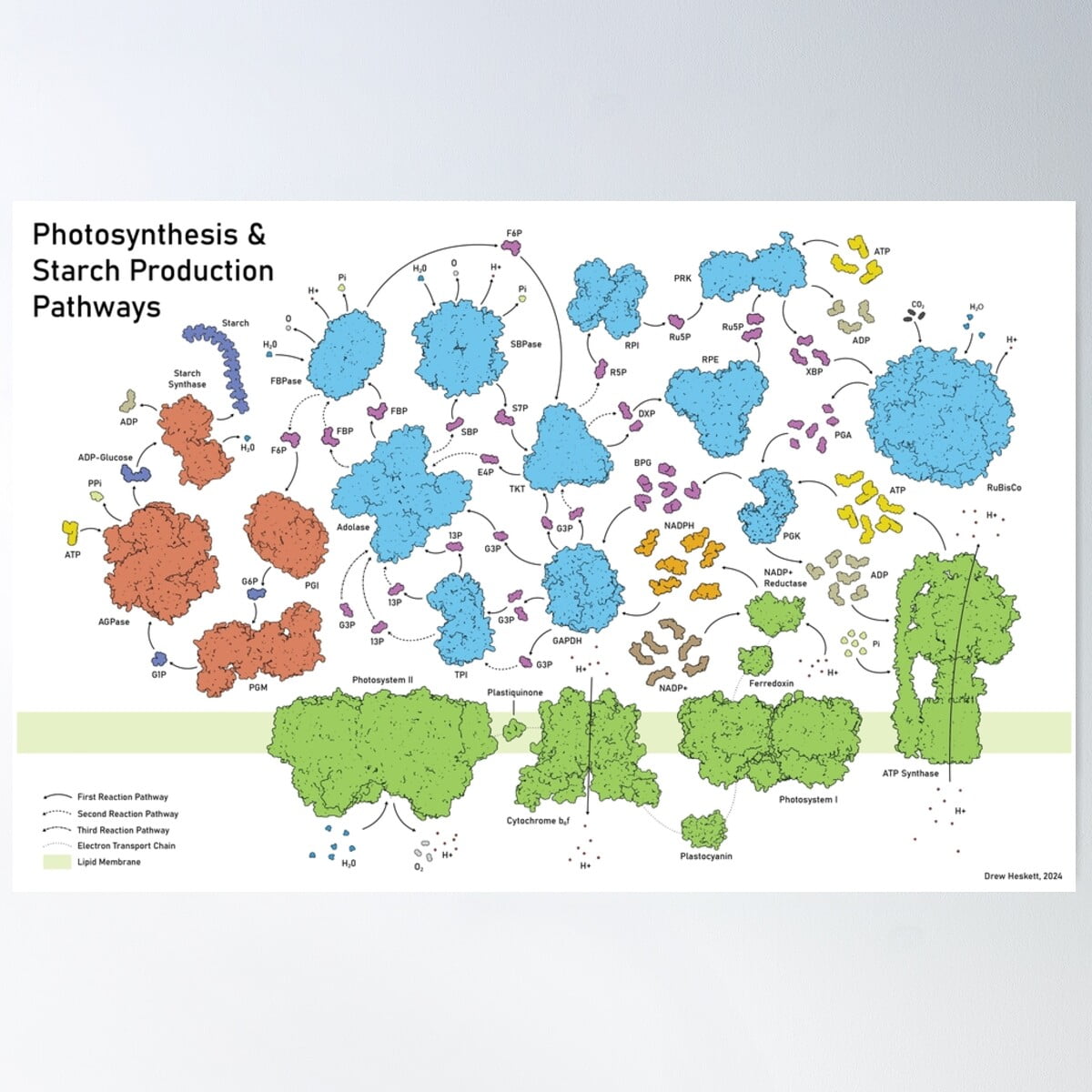 Photosynthesis & Starch Production Pathways Poster Poster Wall Art ...