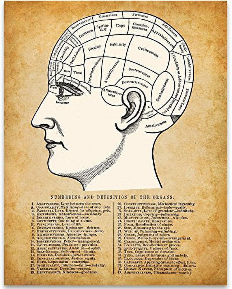 Phrenology Art Print - 11x14 Unframed Art Print - Great Gift for People ...