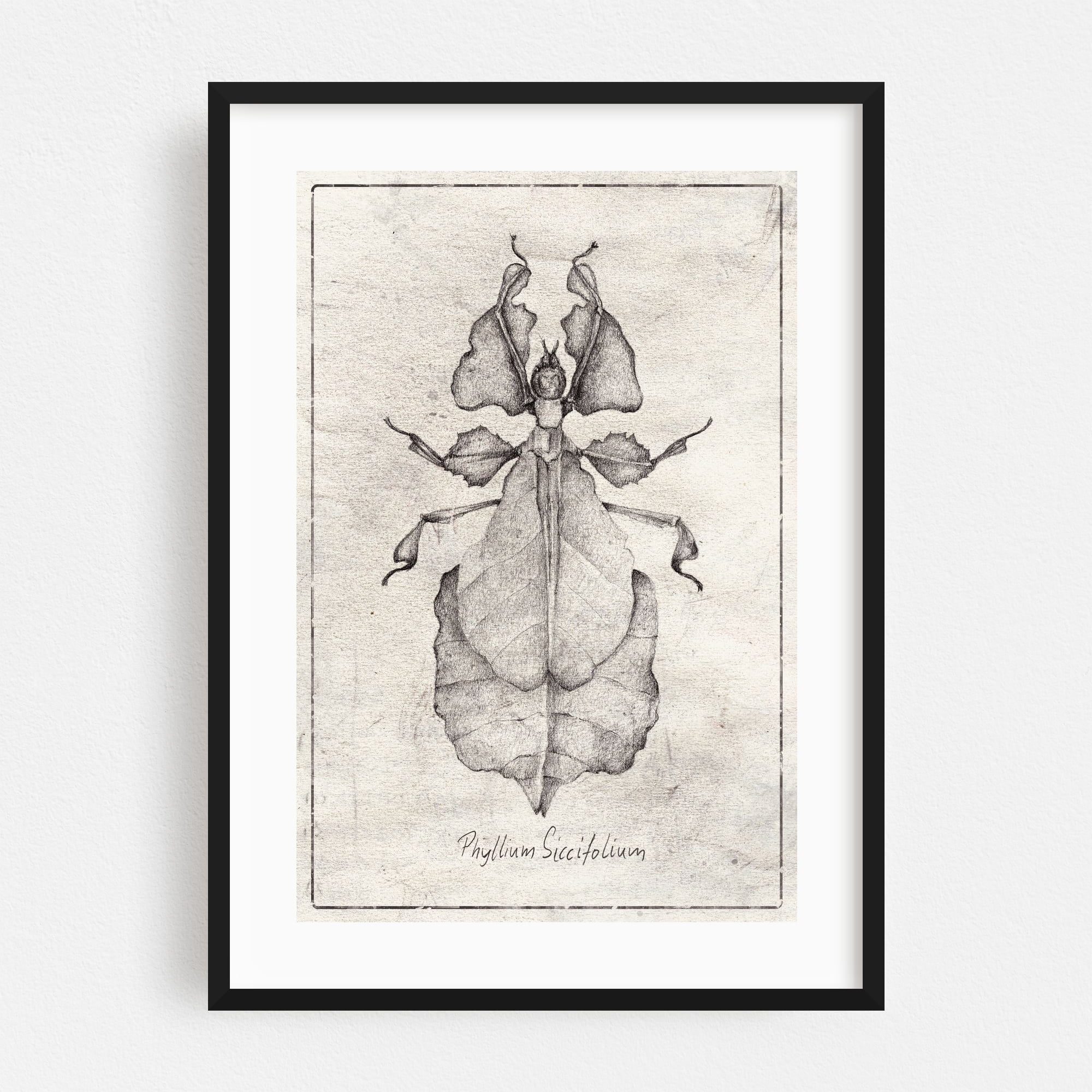 Phyllium Siccifolium - Drawing Botanical Nature Black and White Vintage ...