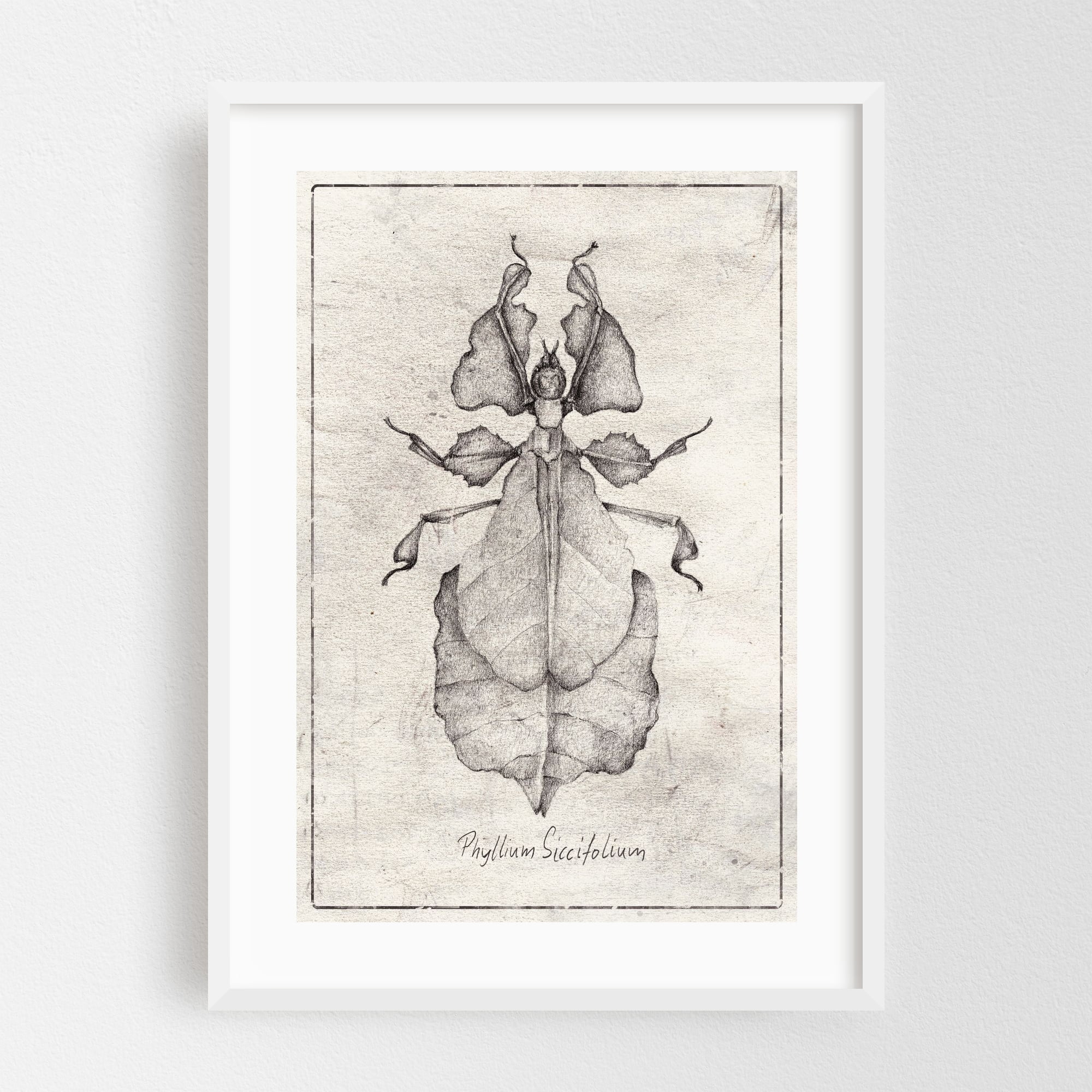 Phyllium Siccifolium - Drawing Botanical Nature Black and White Vintage ...