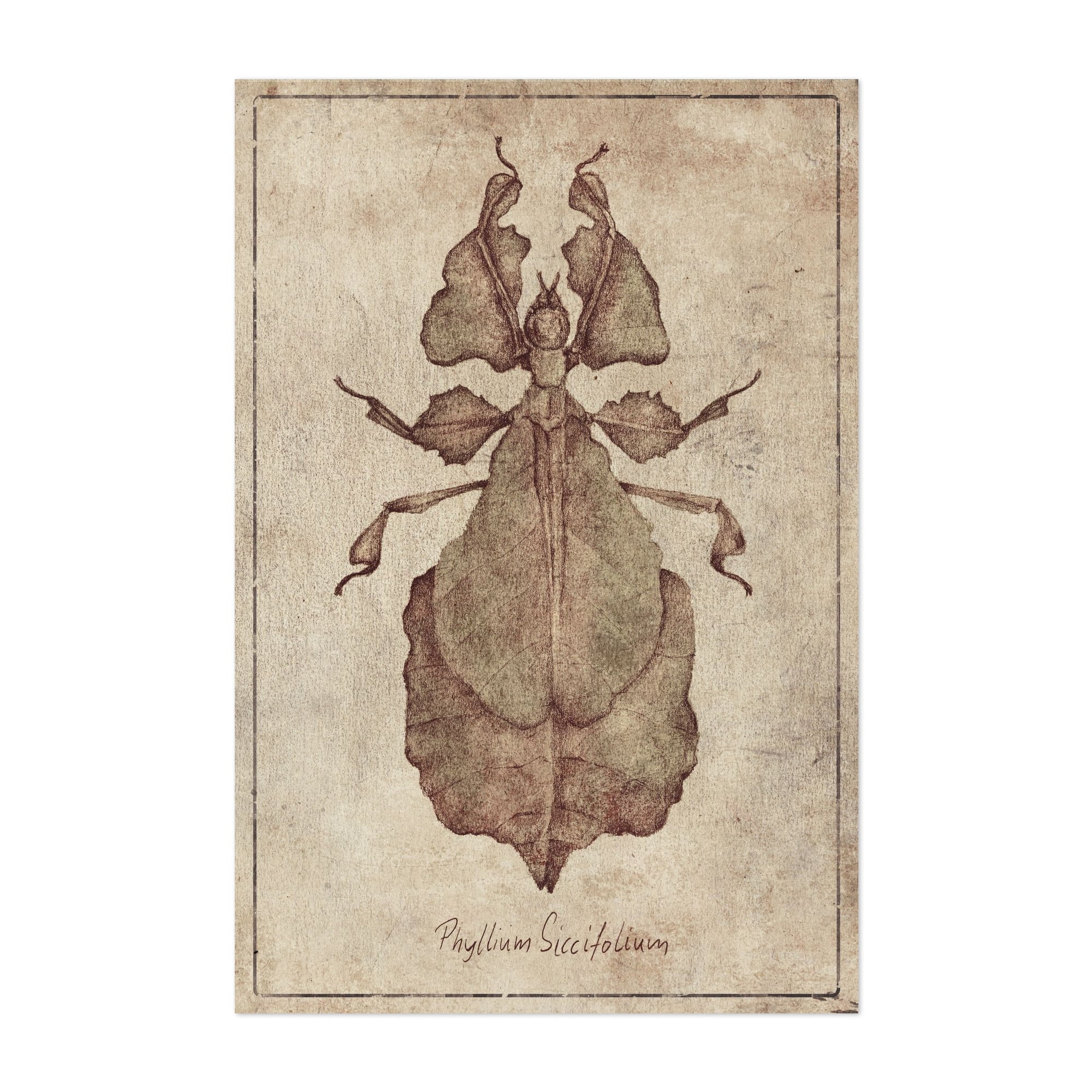 Phyllium Siccifolium - Drawing Botanical Vintage Nature Unframed Wall ...