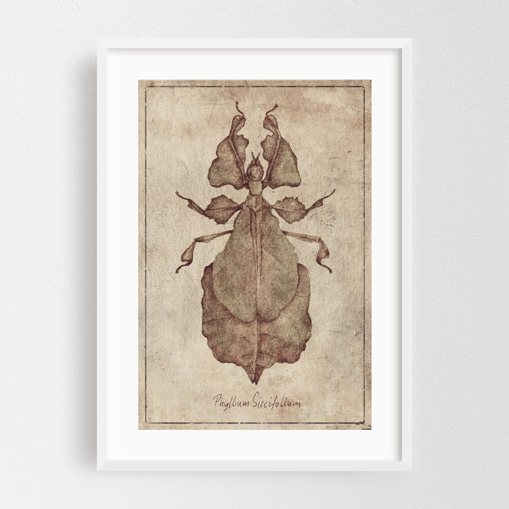 Phyllium Siccifolium - Drawing Botanical Vintage Nature White Framed ...