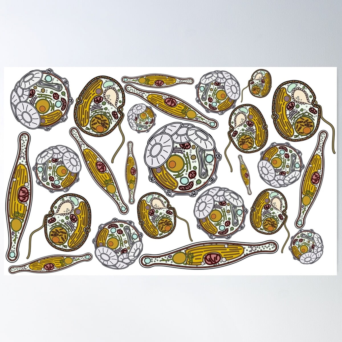 Phytoplankton Print Poster Wall Art, Modern Wall Decor For Living Room ...