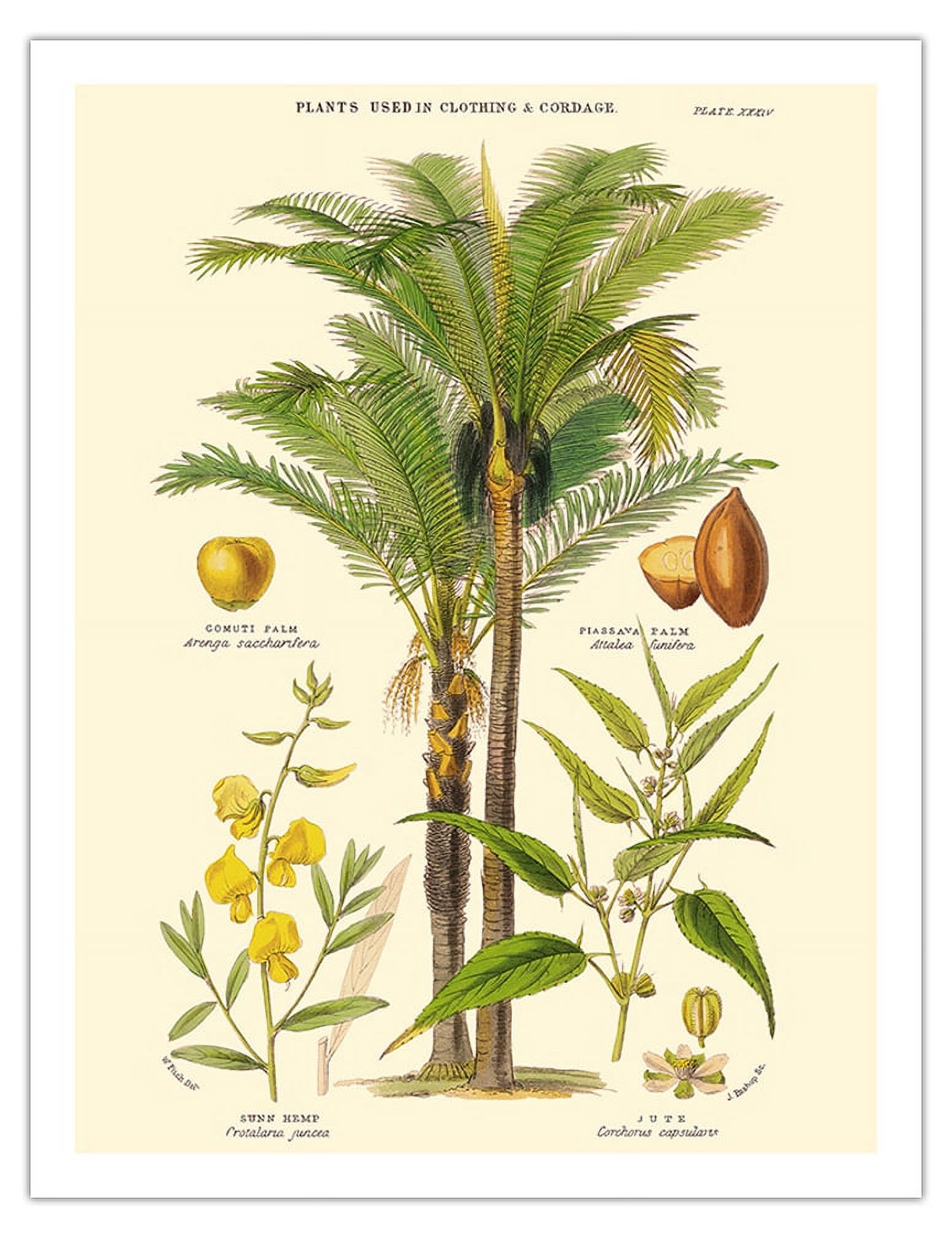 Piassava Palm Jute Sunn Hemp - Plants Used in Clothing & Cordage ...