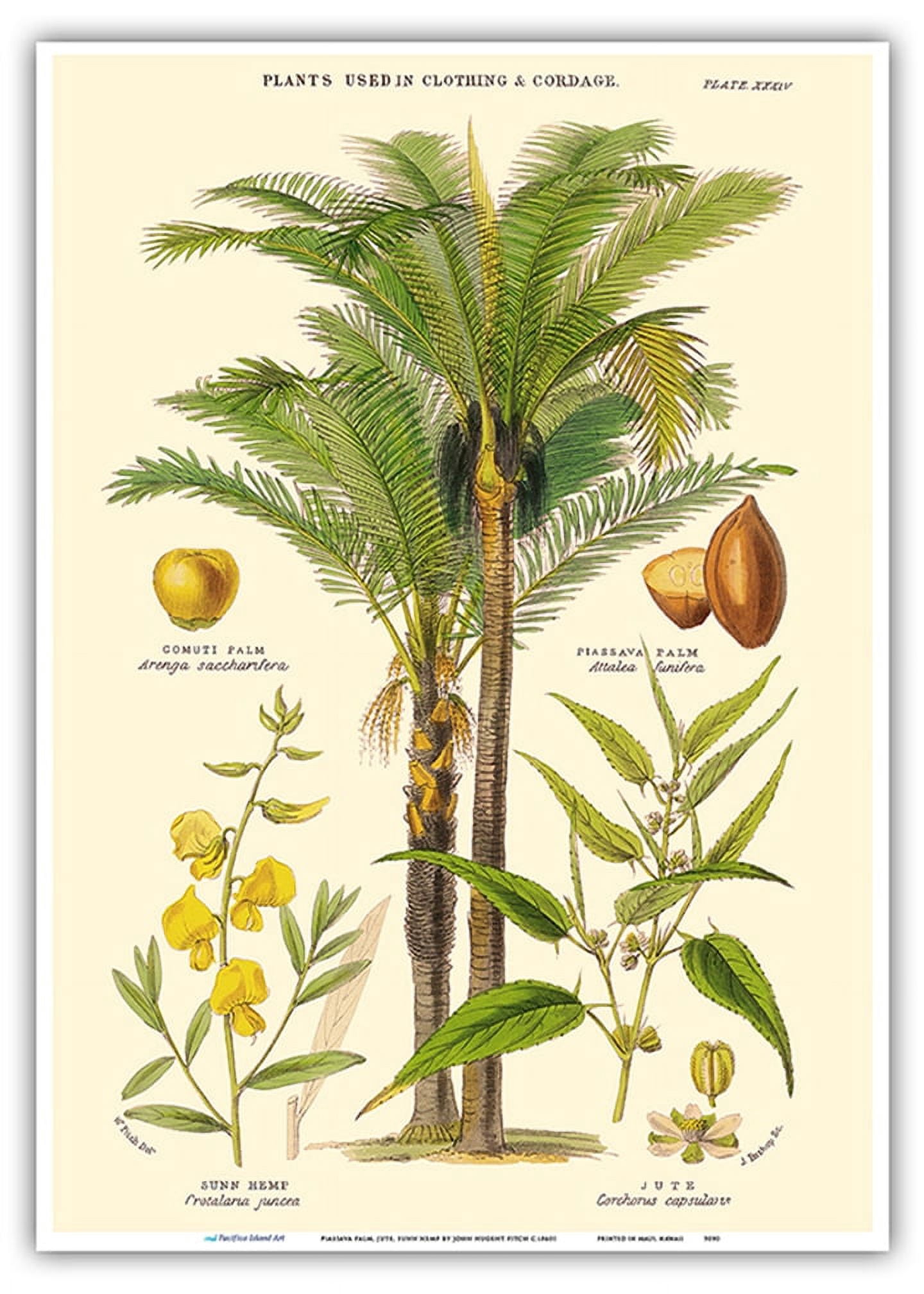 Piassava Palm Jute Sunn Hemp - Plants Used in Clothing & Cordage ...
