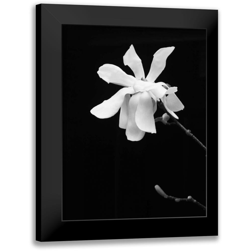 Pica, Jeff 19x24 Black Modern Framed Museum Art Print Titled - Floral ...