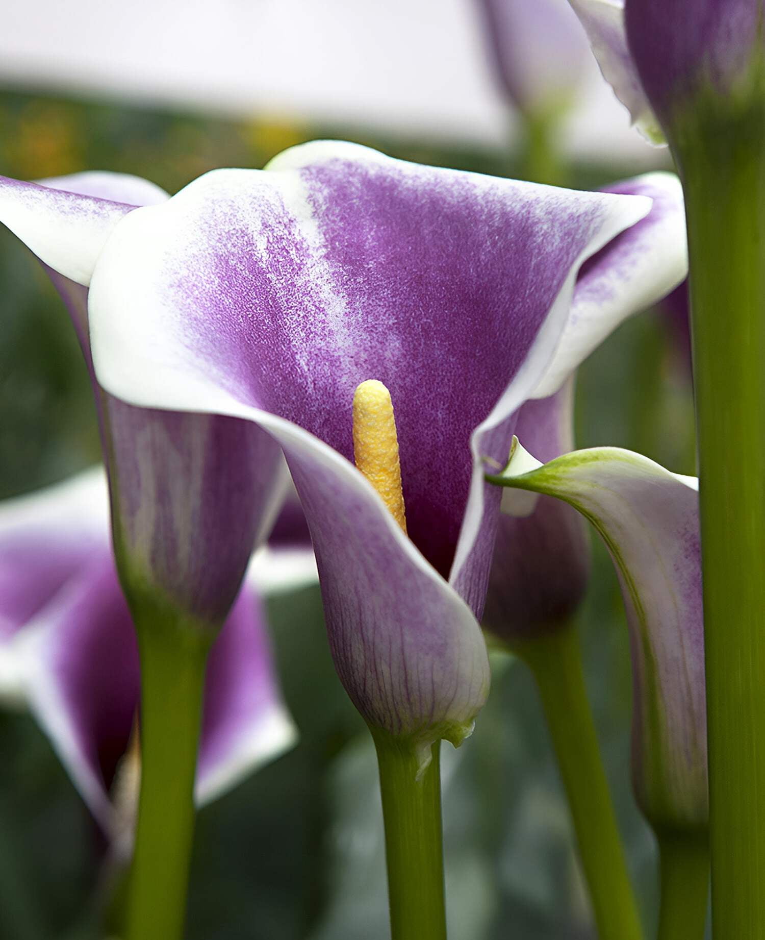Picasso Calla Lily® - 3 tubers - Walmart.com