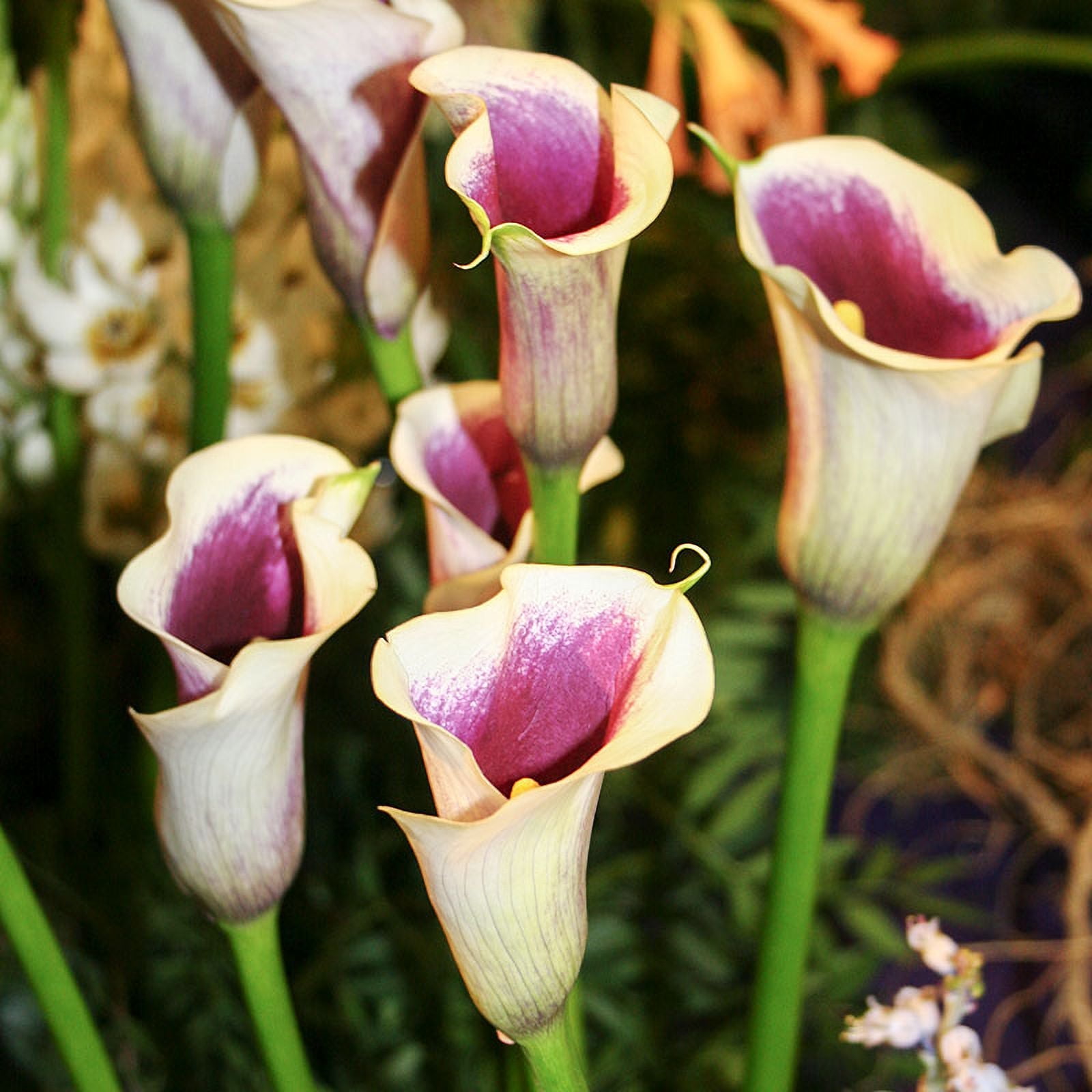 Picasso Calla Lilies Flower Bulbs - 3 Lily Bulbs per Pack - Attracts ...