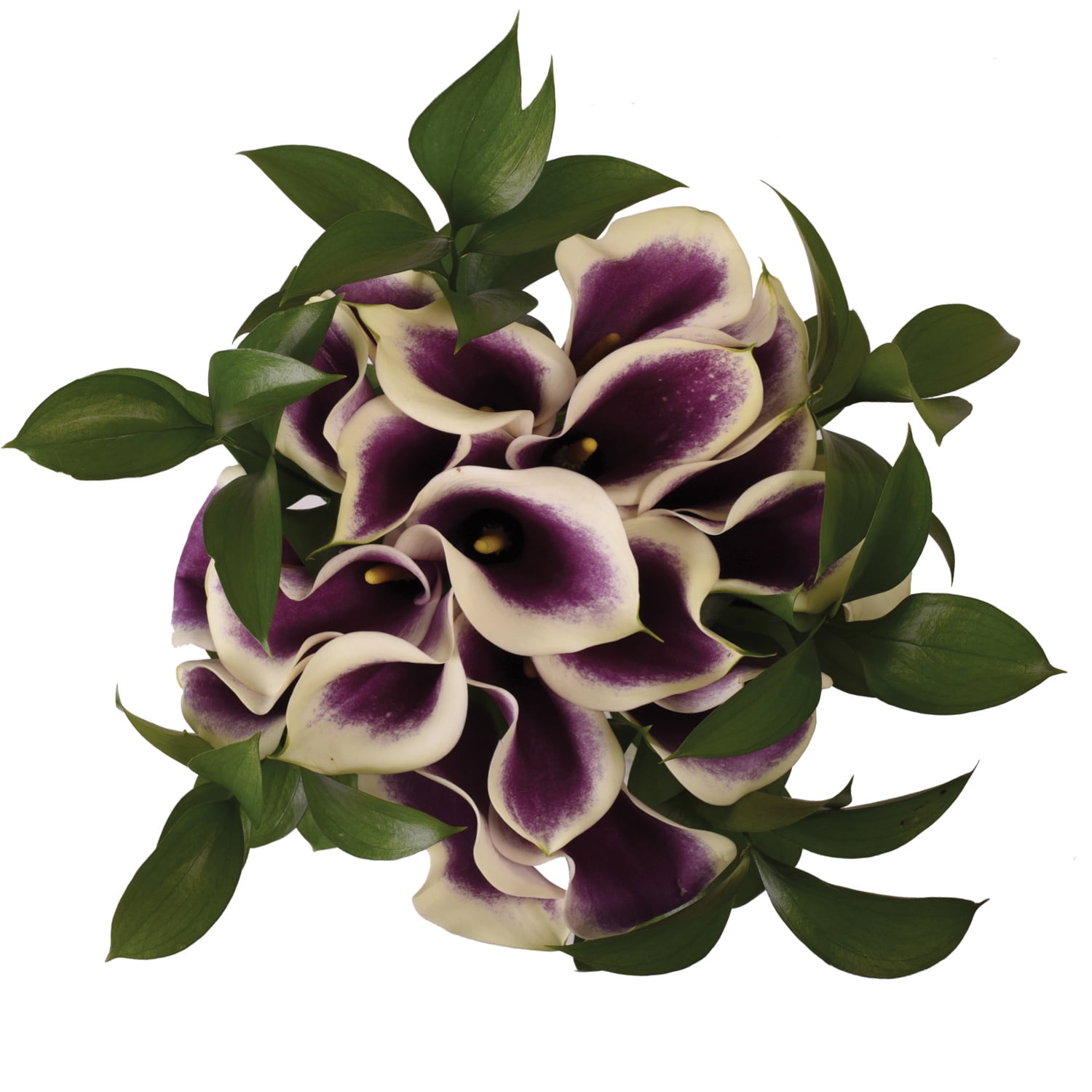 Picasso Elegance Mini Calla Bouquet 26 stems of Farm Direct Fresh Cut ...