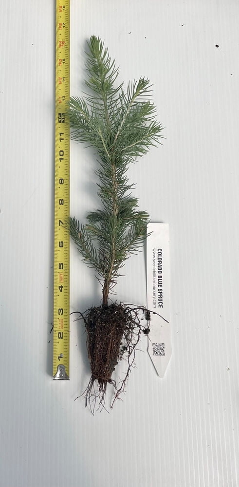 Picea pungens, Colorado Blue Spruce Seedlings - 3-6 inches tall potted ...