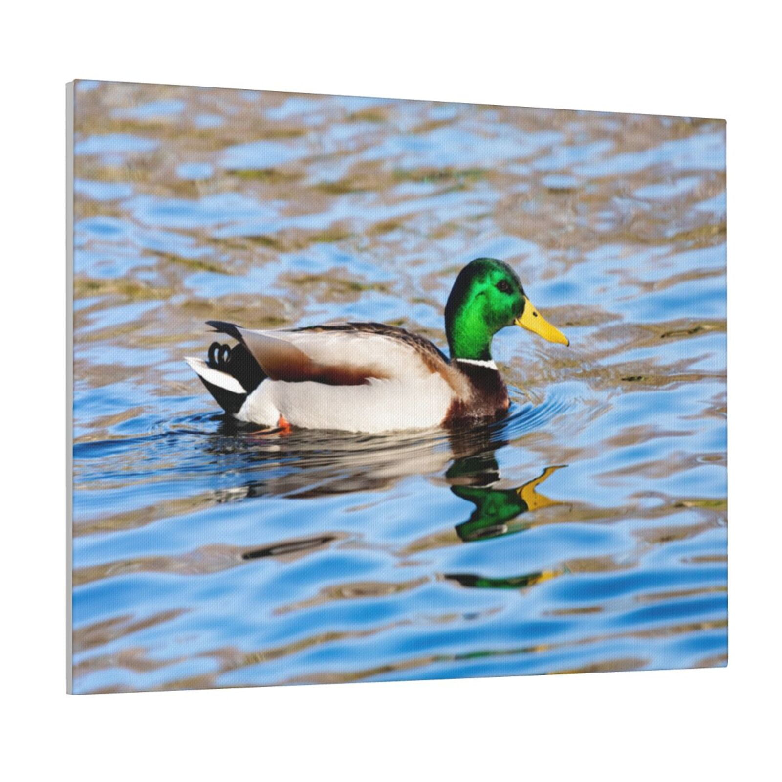Picia Mallard Duck Swimming In A River Pattern Decorative Picture ...