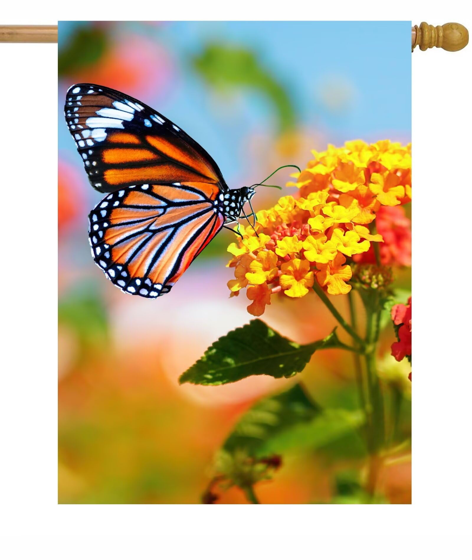 Pickako Monarch Butterfly on RRF12 Lantana Flower Bright Sunny Day ...
