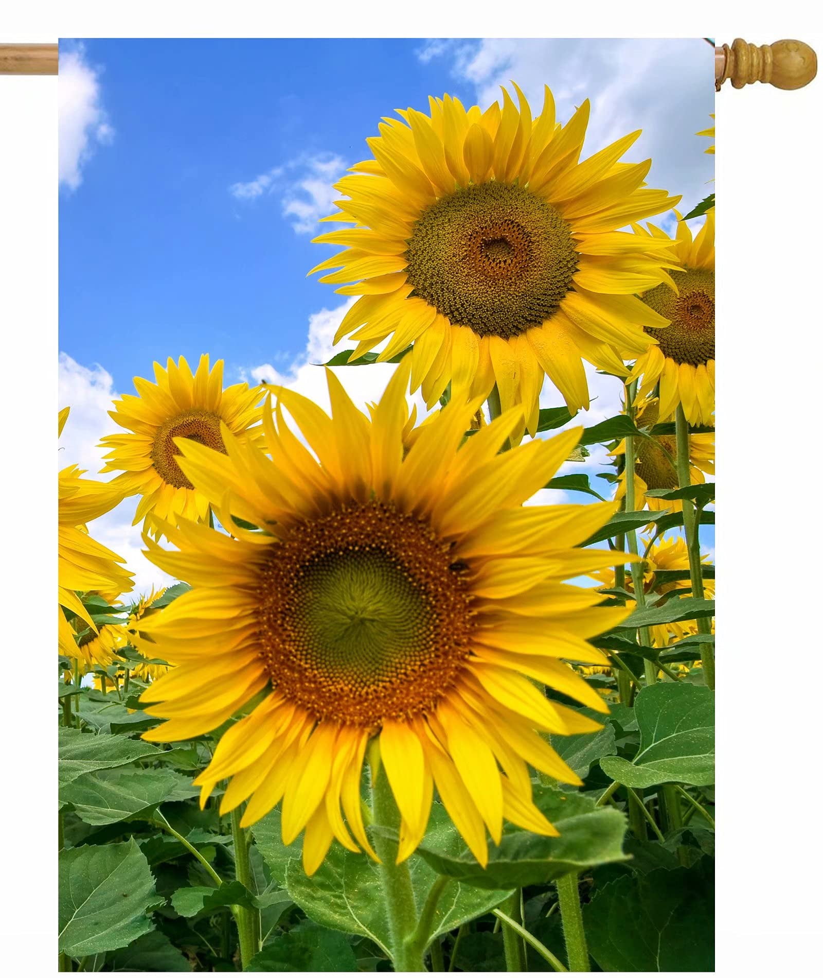 Pickako Yellow Sunflowers Flowers DHF10 Field Cloud Sky Spring Seasonal ...