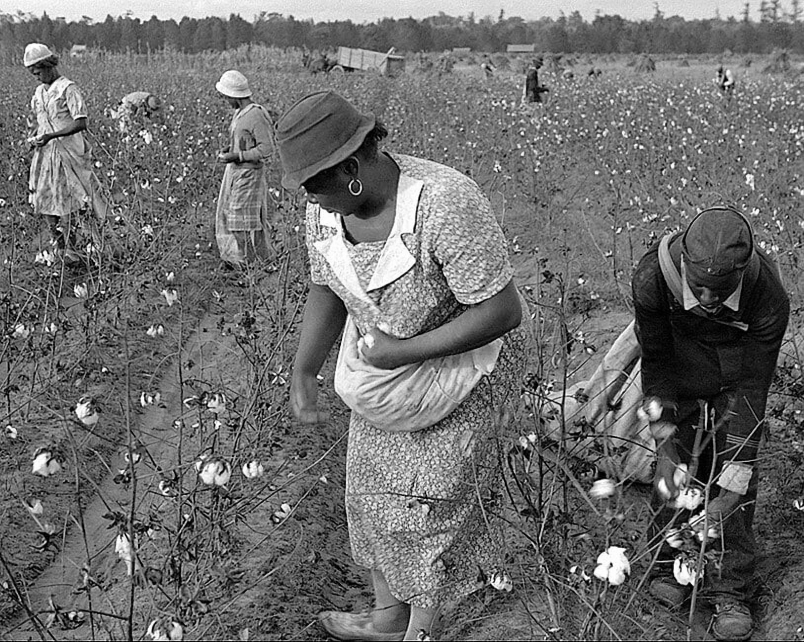 Picking Cotton on the Alexander Plantation - 20x30 Inch Laminated ...