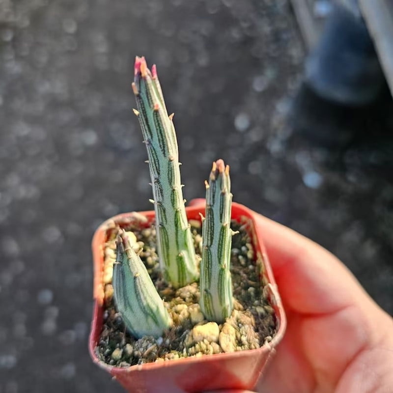 Pickle Plant 4 inch, Upright Succulent with Cylindrical Foliage ...