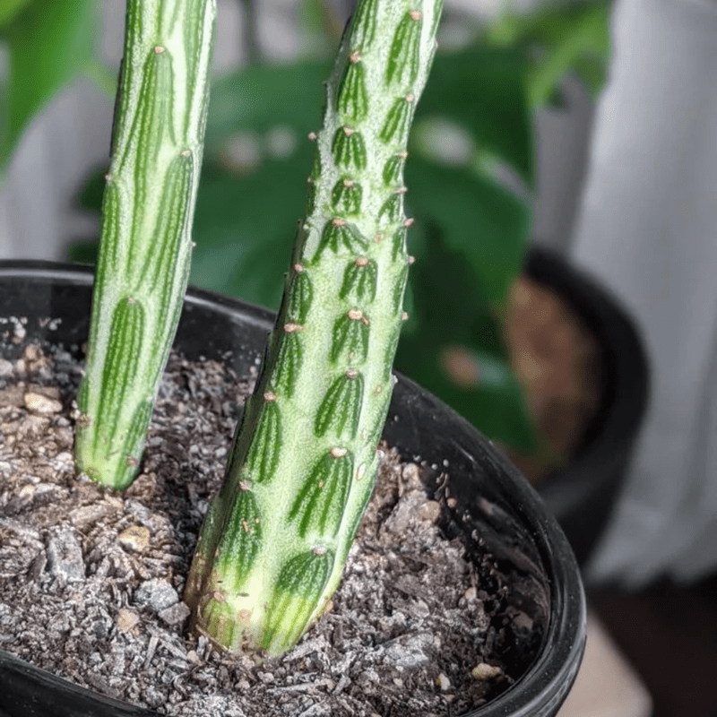 Pickle Plant, Little Pickles, Rare Succulent, Live Plant in 4'' pot ...