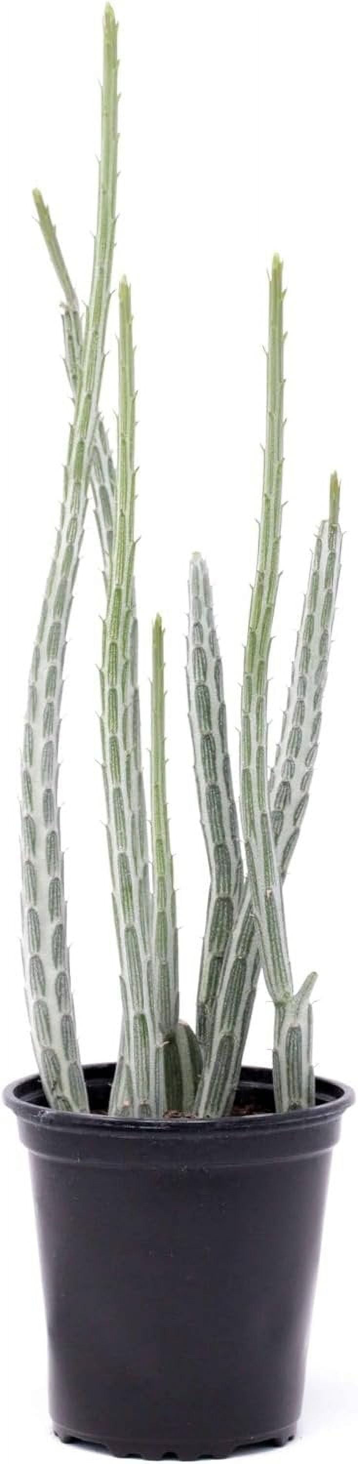 Pickle Plant Senecio - Live Plant in a 4 Inch Pot - Senecio Stapeliiformis - Beautiful Indoor ...