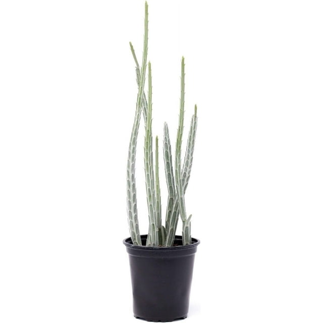 Pickle Plant Senecio - Live Plant in a 4 Inch Pot - Senecio ...