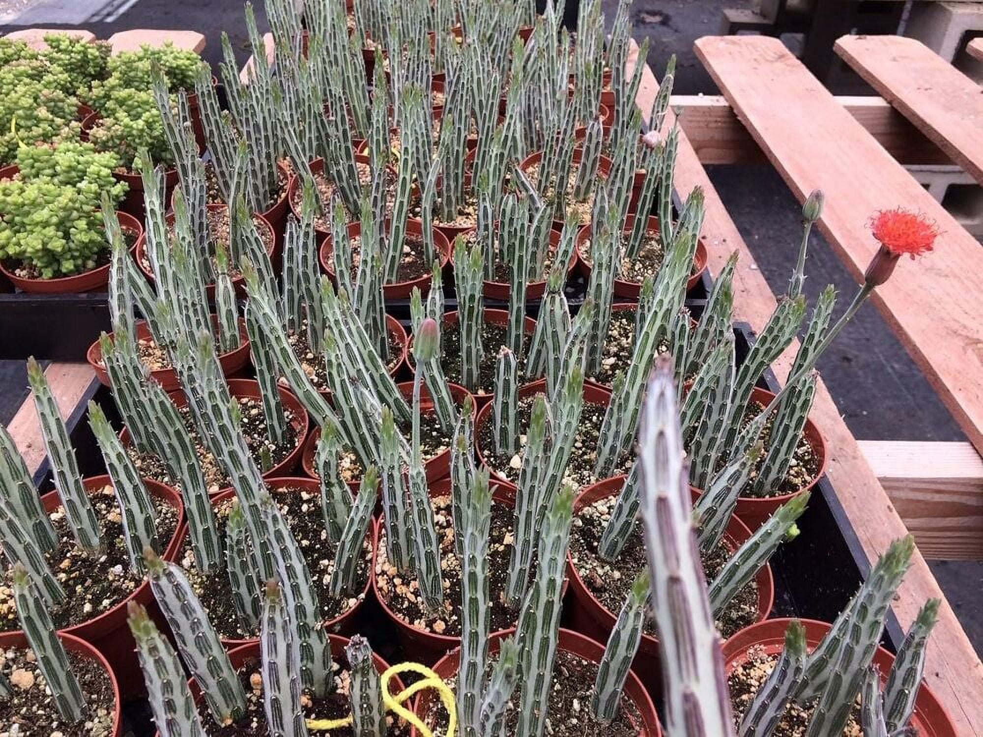 Pickle Plant Senecio - Live Plants in 4 Inch Pots - Senecio ...