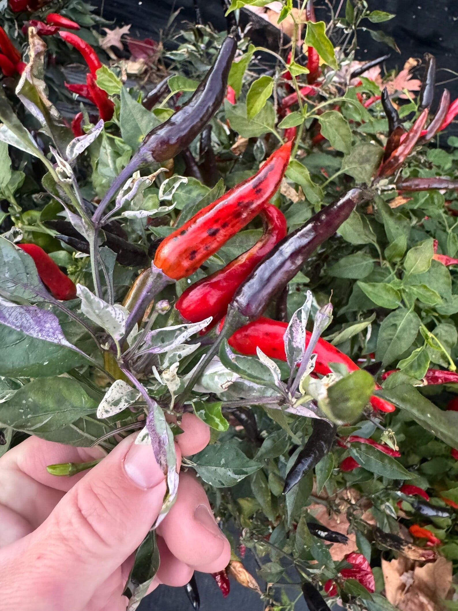 Pickles Blood Purple Variegated Chile Pepper Premium Seeds for Planting - Walmart.com