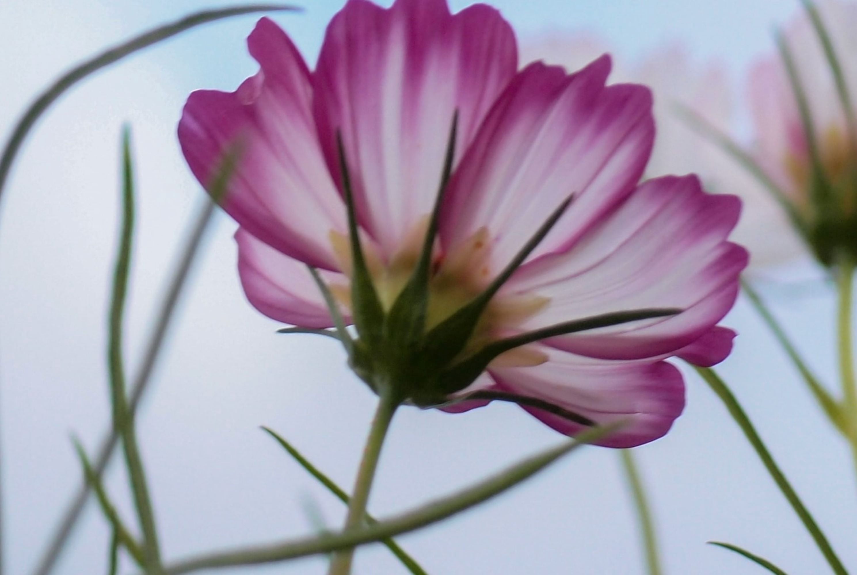 Picotee Cosmos Seeds/ Annual/ Full Sun/ 4K Seeds 1 oz/ Zellajake Farm ...