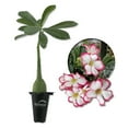 Picotee Indoor Exotic Desert Rose Plant - Adenium Obesum - Drought ...