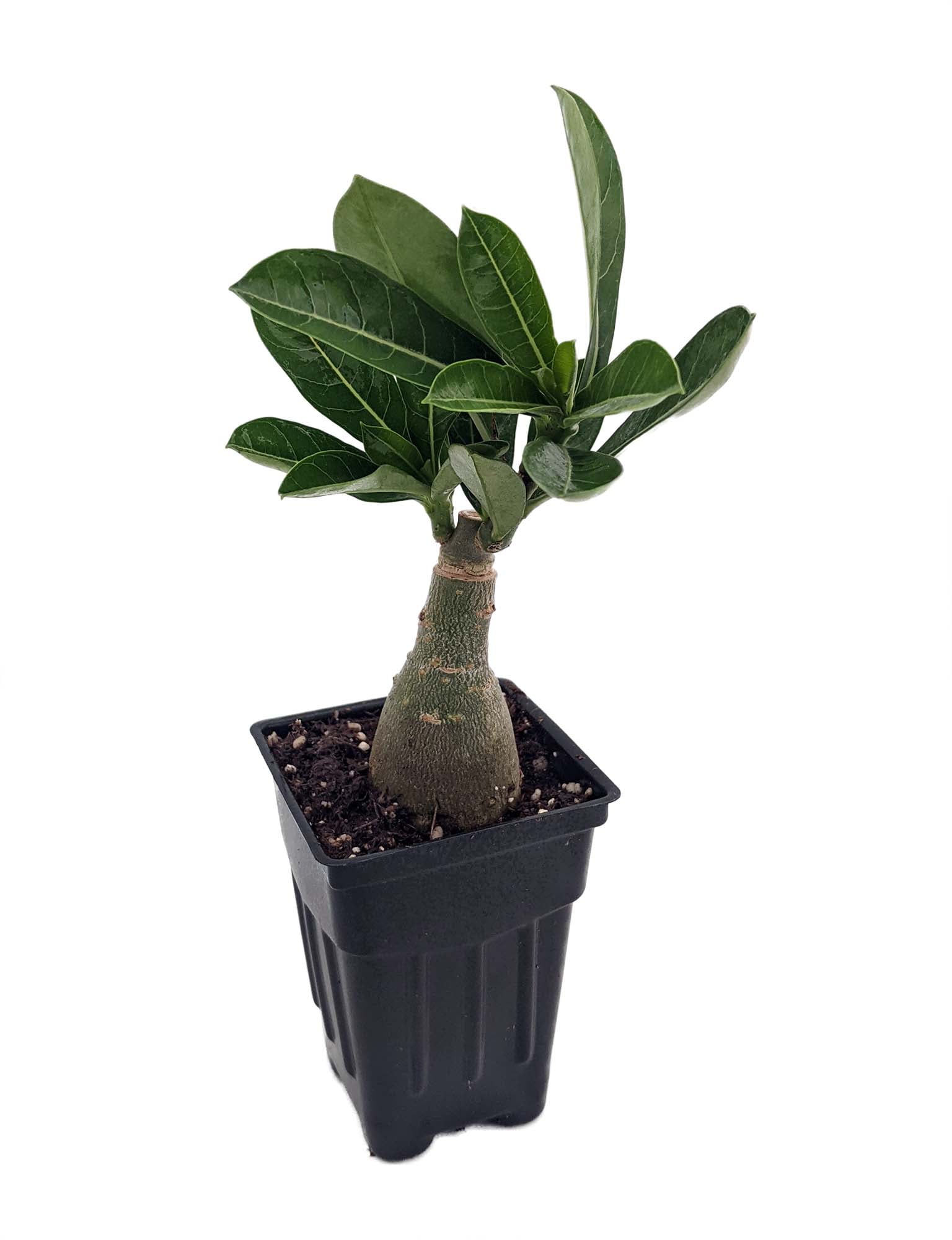 Picotee Pink and White Adenium-2.5" pot - Walmart.com