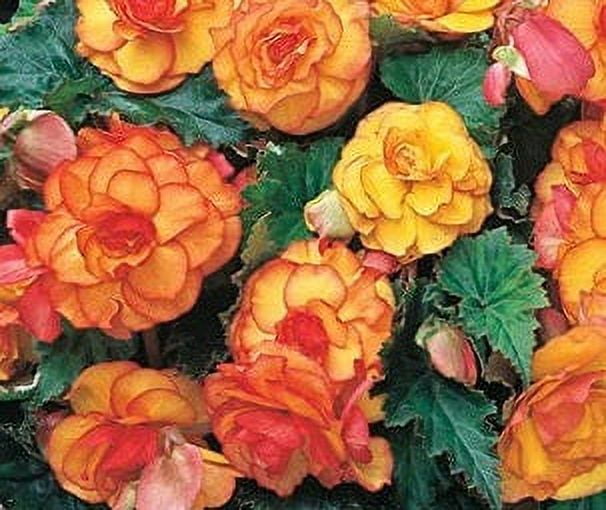Picotee Sunburst Begonia (5 Bulbs) - Flourishing Venture - Walmart.com