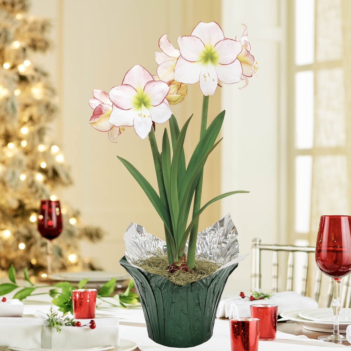 Picotee White and Pink Flowering Amaryllis (Hippeastrum) Bulb Gift Kit ...