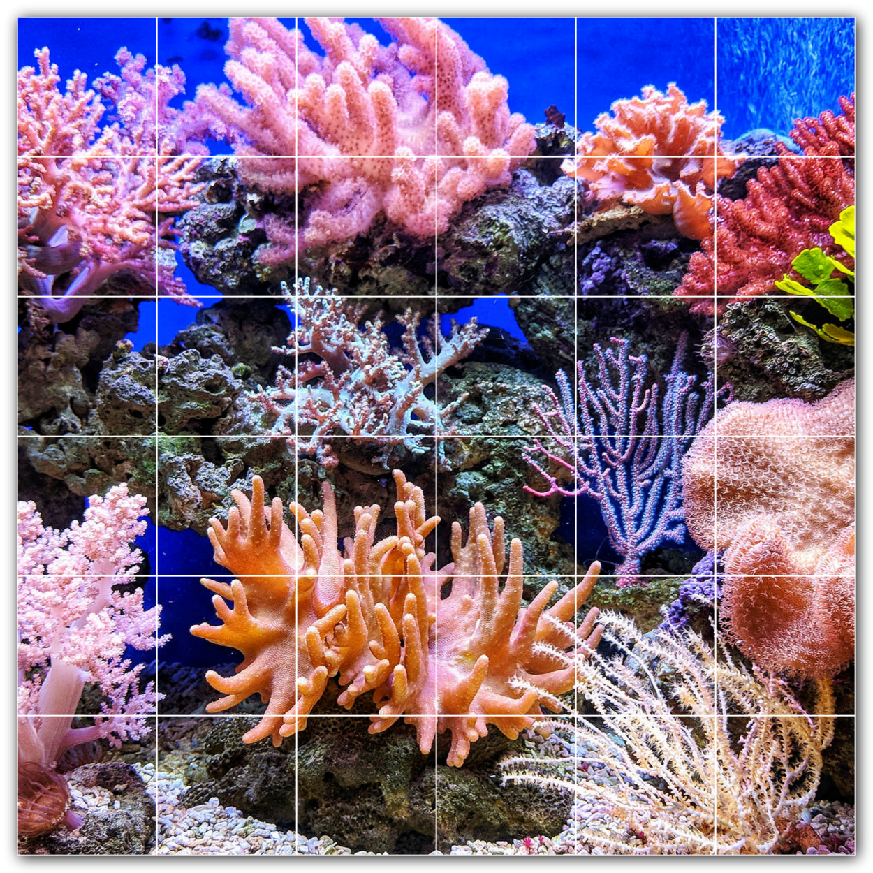 Picture-Tiles.com: Coral Ceramic Tile Wall Mural WAL500427-66XL. 72"W x ...