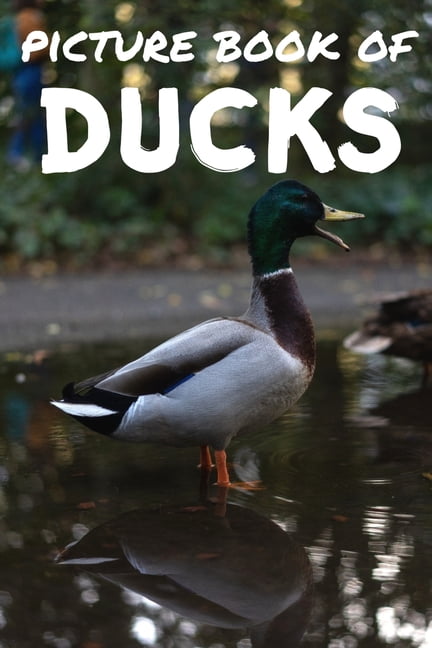 Picture book of ducks: Photos of ducks - Picture book for kids and more ...