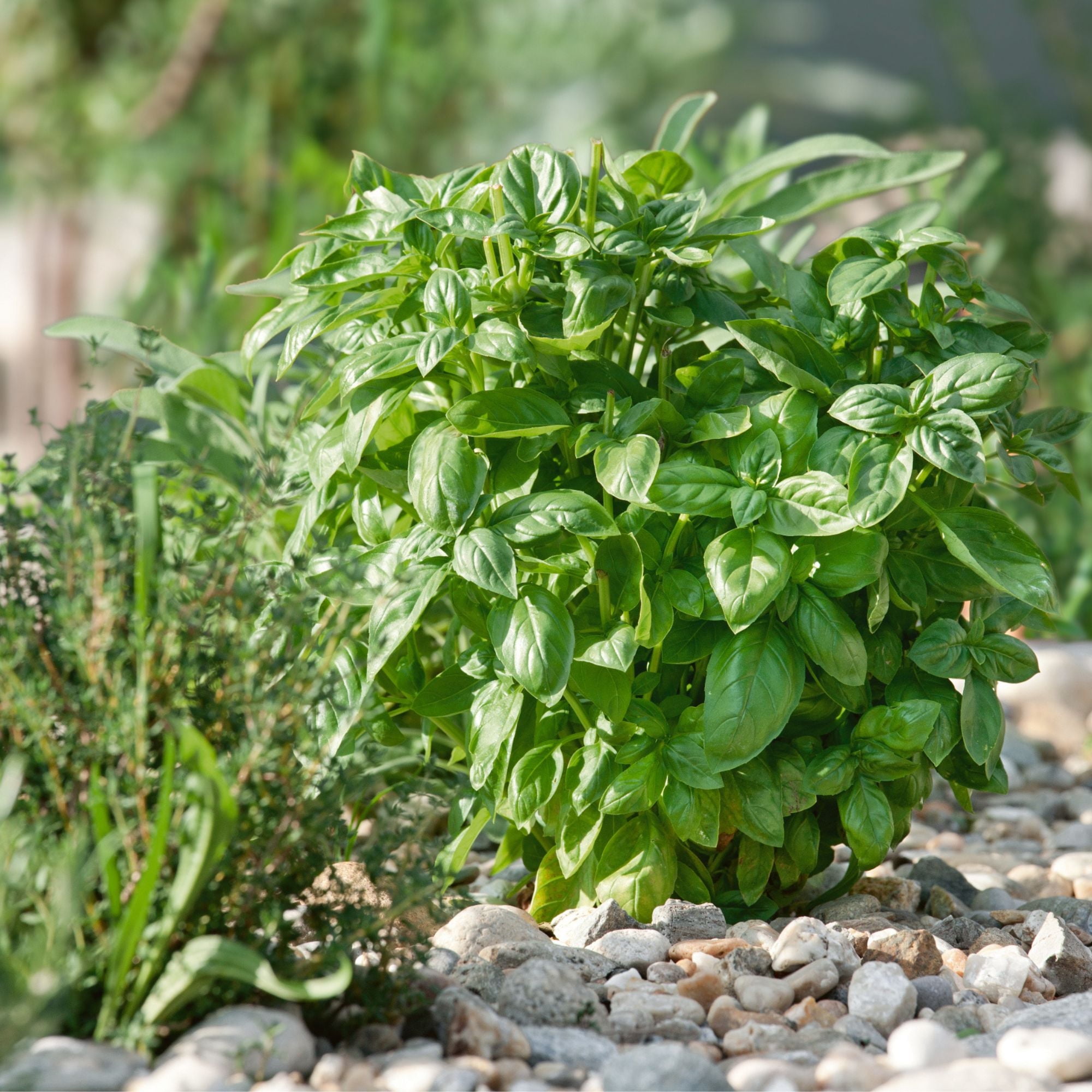 Piedmont Basil Herb 1 Lb ~297,000 Seeds – AAS Winner 2025 – Ocimum ...