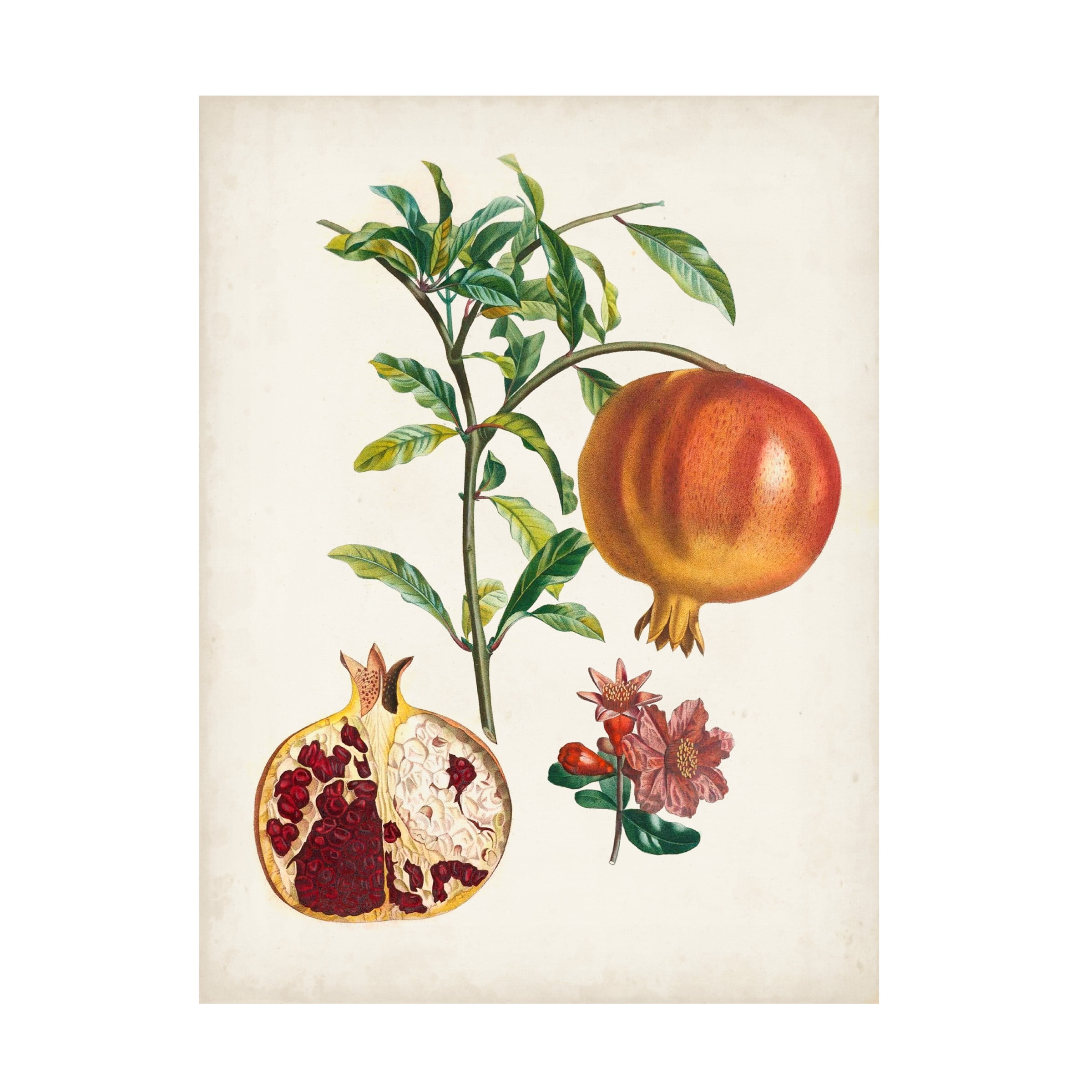 Pierre Antoine Poiteau 'Grenadier a fruit doux' Canvas Art - Walmart.com