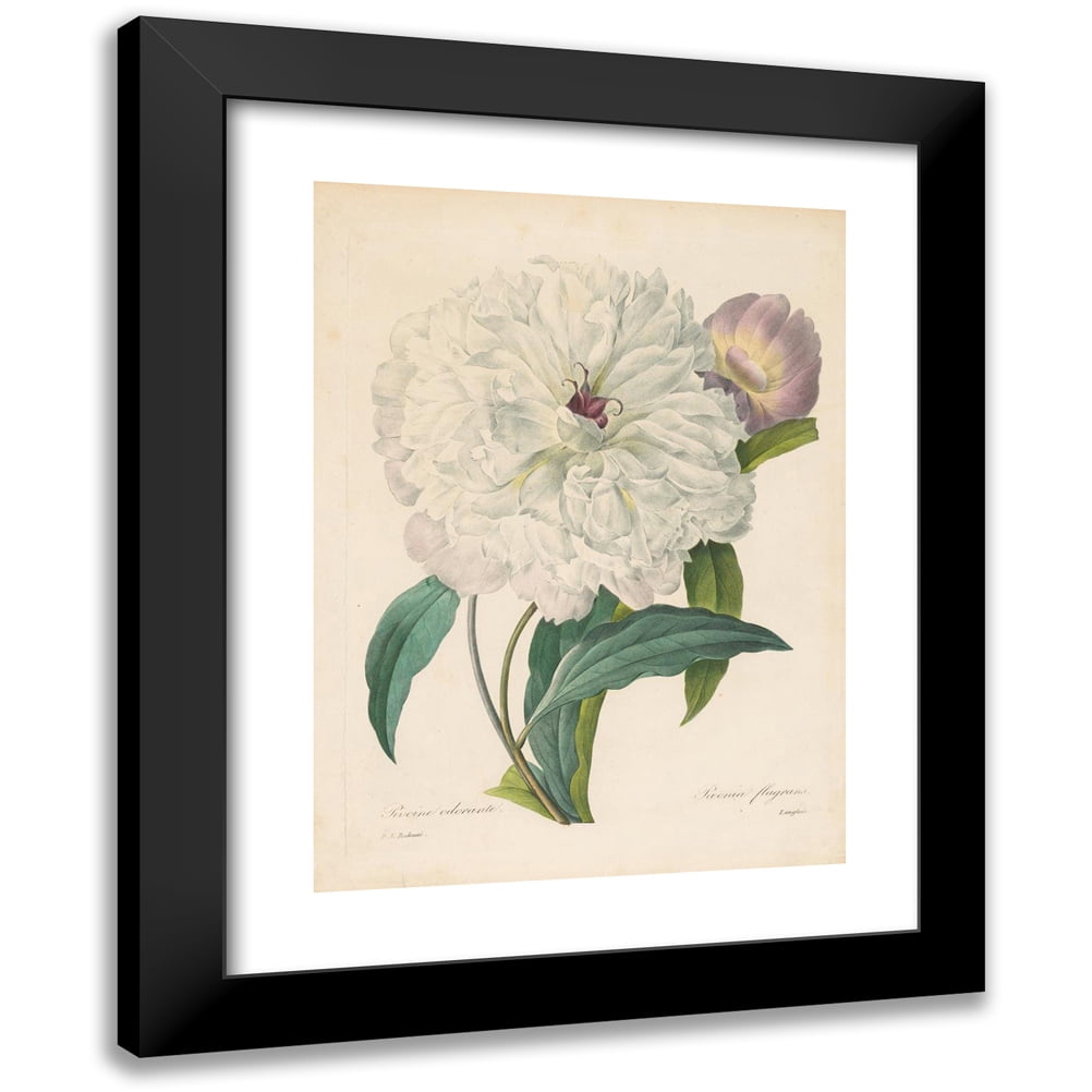 Pierre Joseph Redouté 11x14 Black Modern Framed Museum Art Print Titled ...
