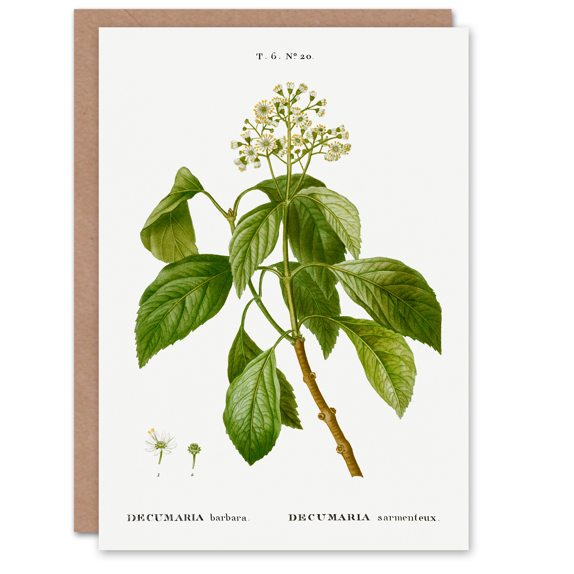Pierre-Joseph Redouté Art Card Climbing Hydrangea Flowers - Walmart.com