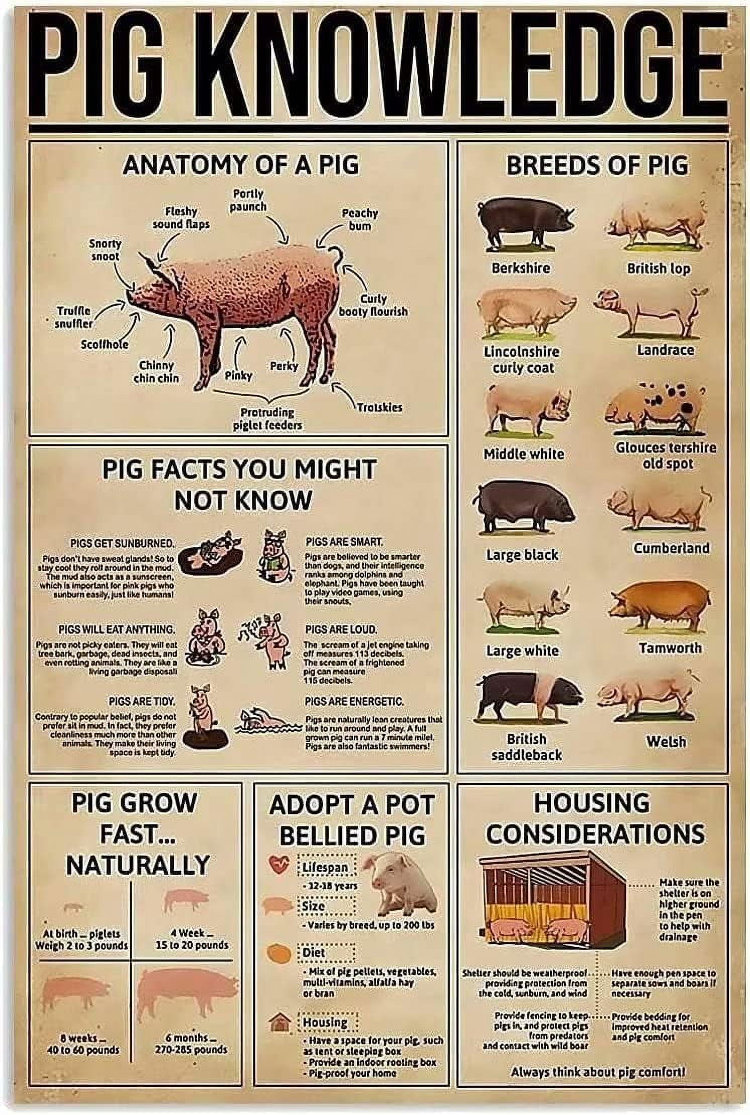 Pig Knowledge 300 Pieces Wooden Jigsaw Puzzles For Adults- Anatomy Of A ...