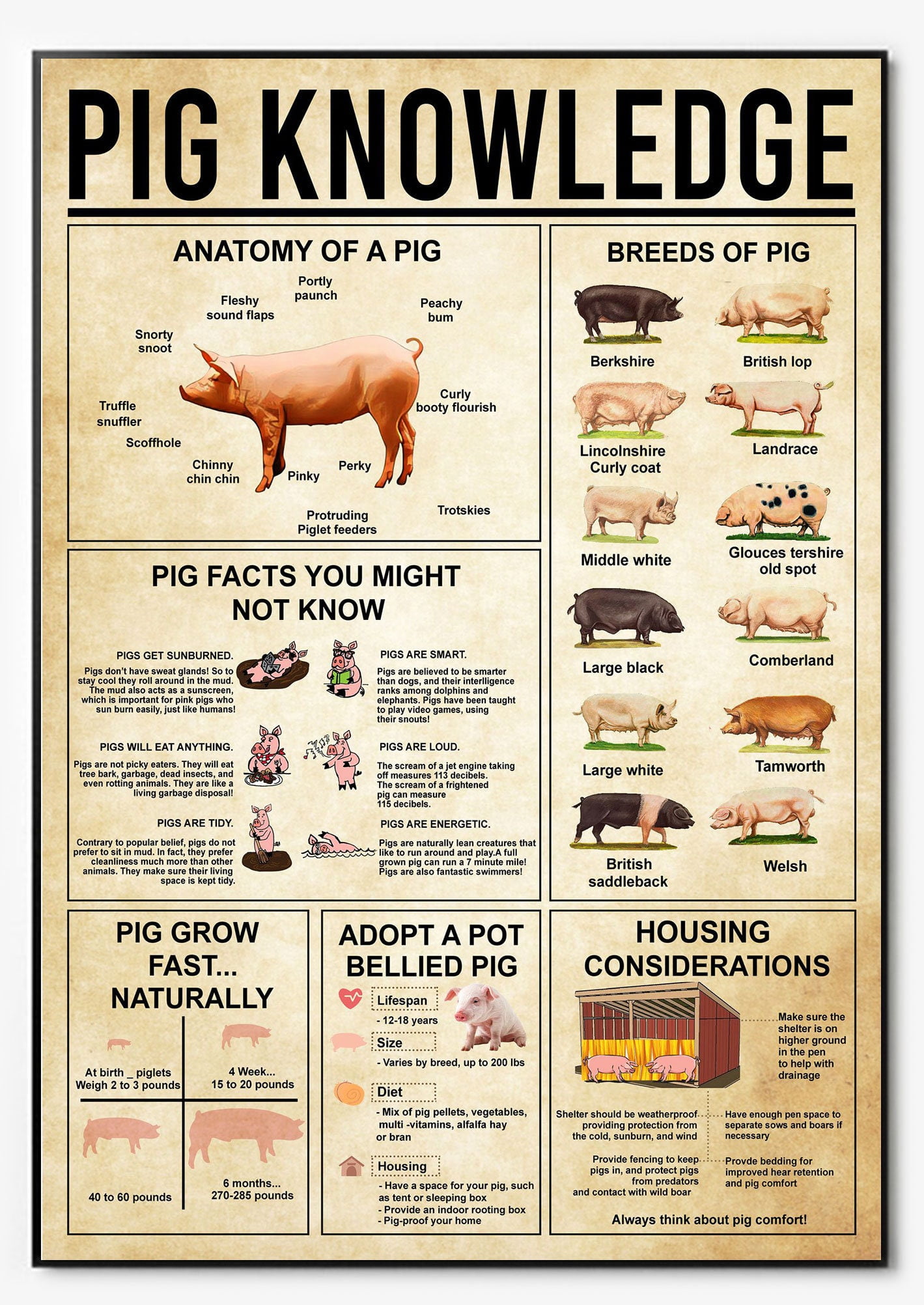 Pig Knowledge Poster, Pig Knowledge Farm Vertical Canvas Poster, Pigs ...
