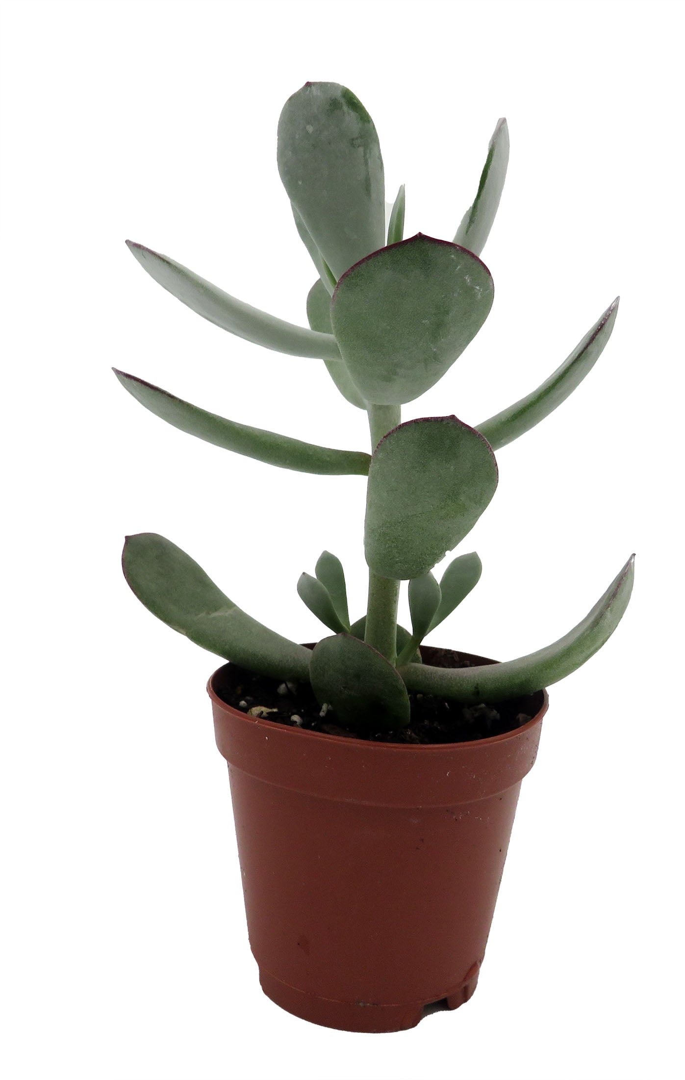 Pig's Ear Succulent Plant -Cotyledon Orbiculata - 2" Pot - Walmart.com