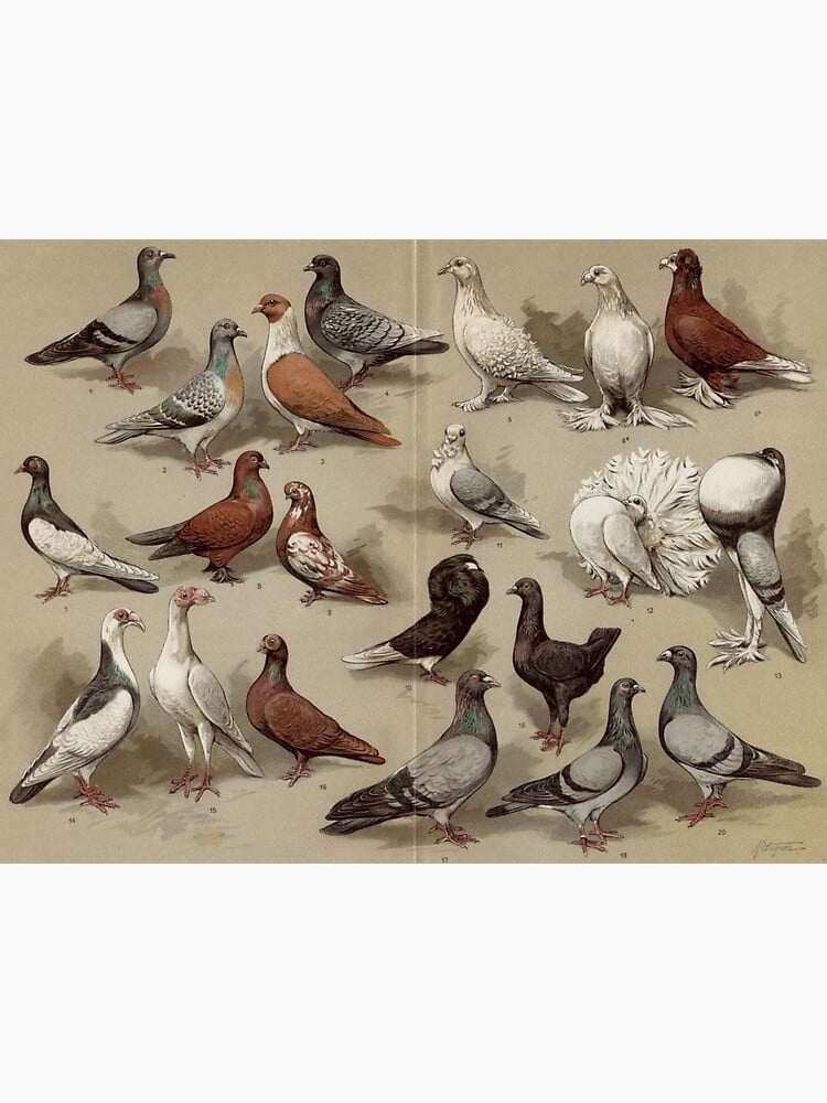 Pigeon Breeds Chart Poster Framed-unframed - Walmart.com