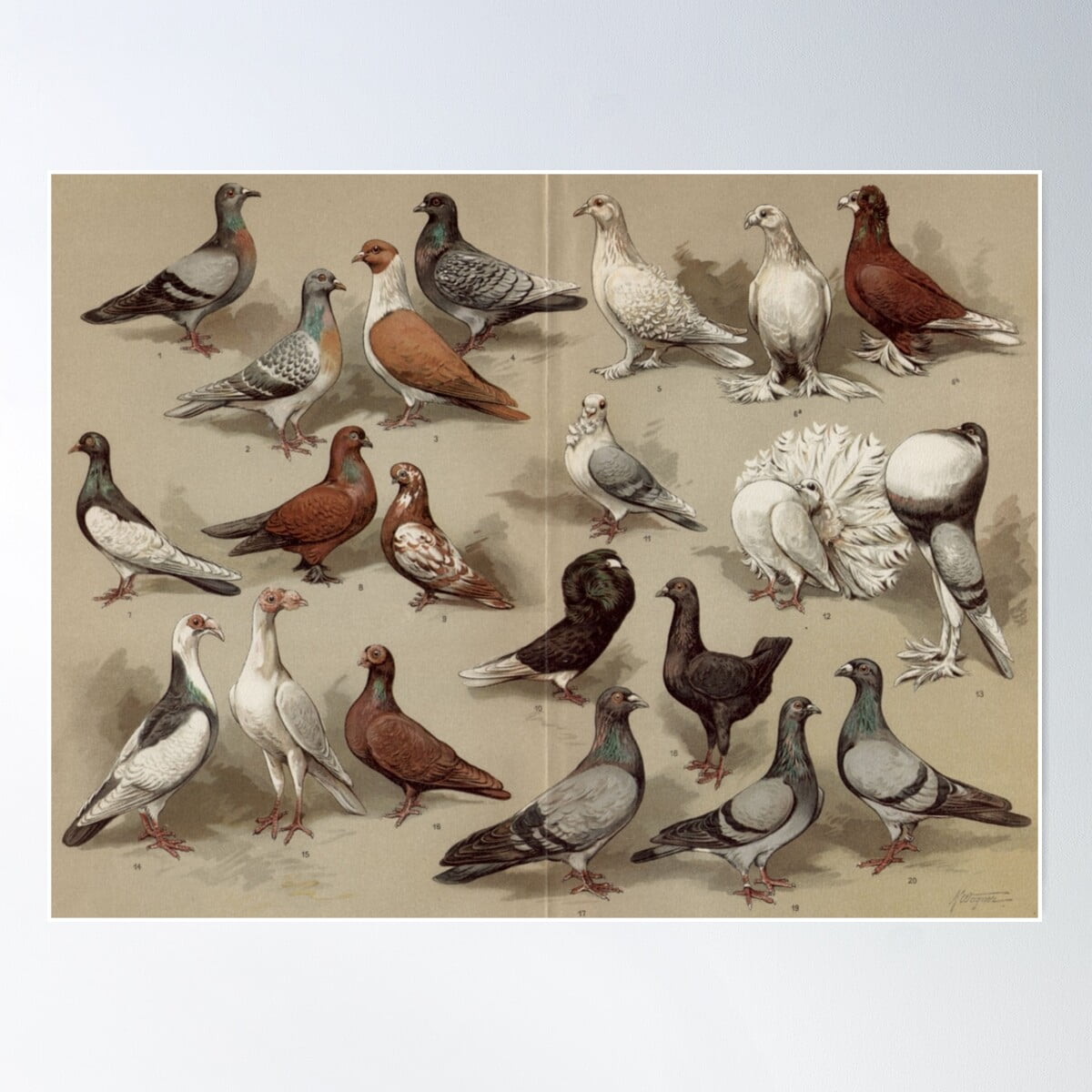 Pigeon Breeds Chart Poster Wall Art, Modern Wall Decor For Living Room ...