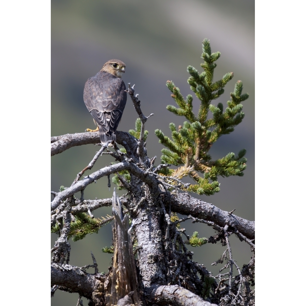 Pigeon Hawk Sits On A Tree Branch In The Turnagain Pass Area Kenai ...